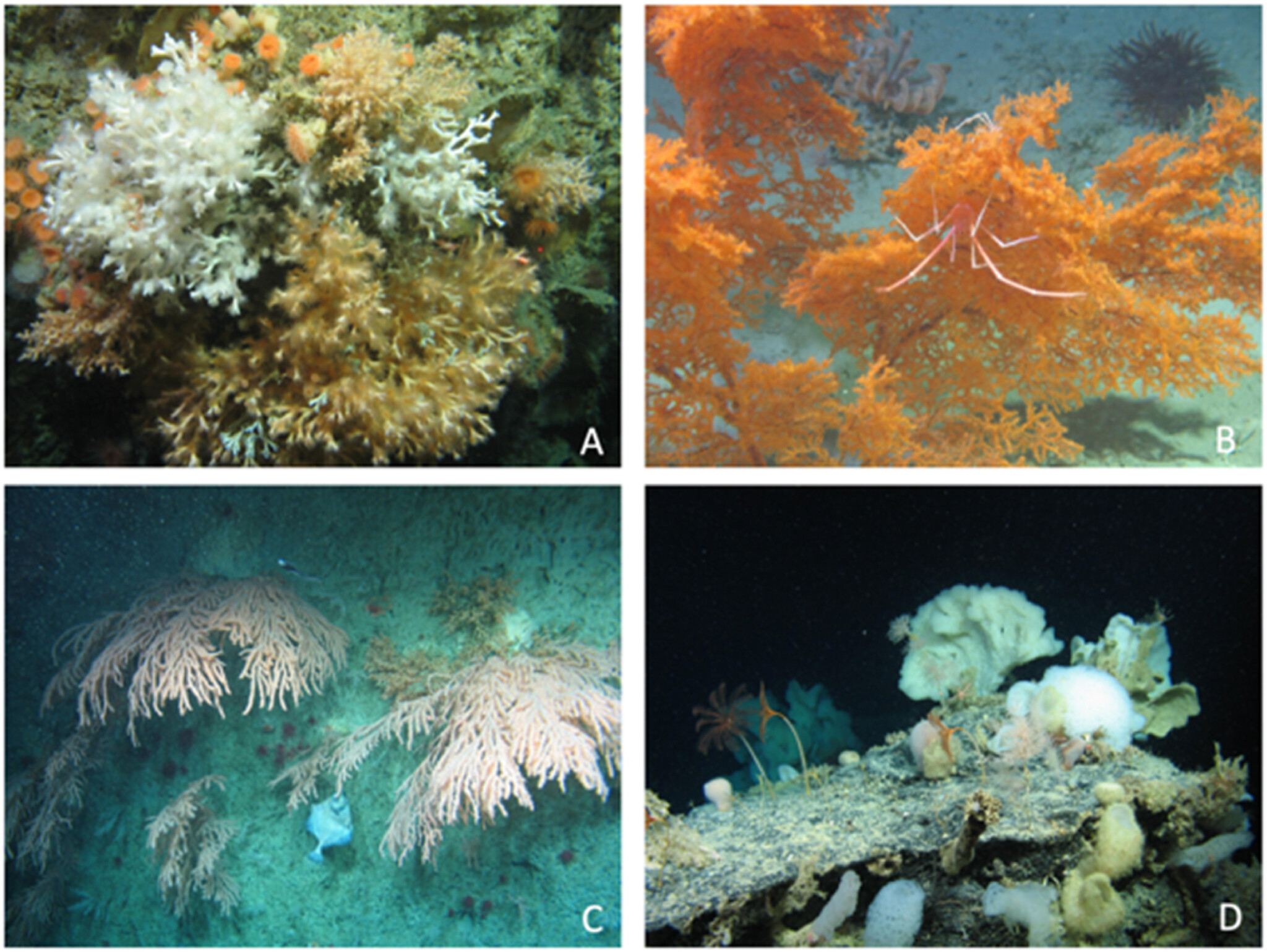 New Review Published: Deep-Sea Ecosystems of the North Atlantic Ocean ...